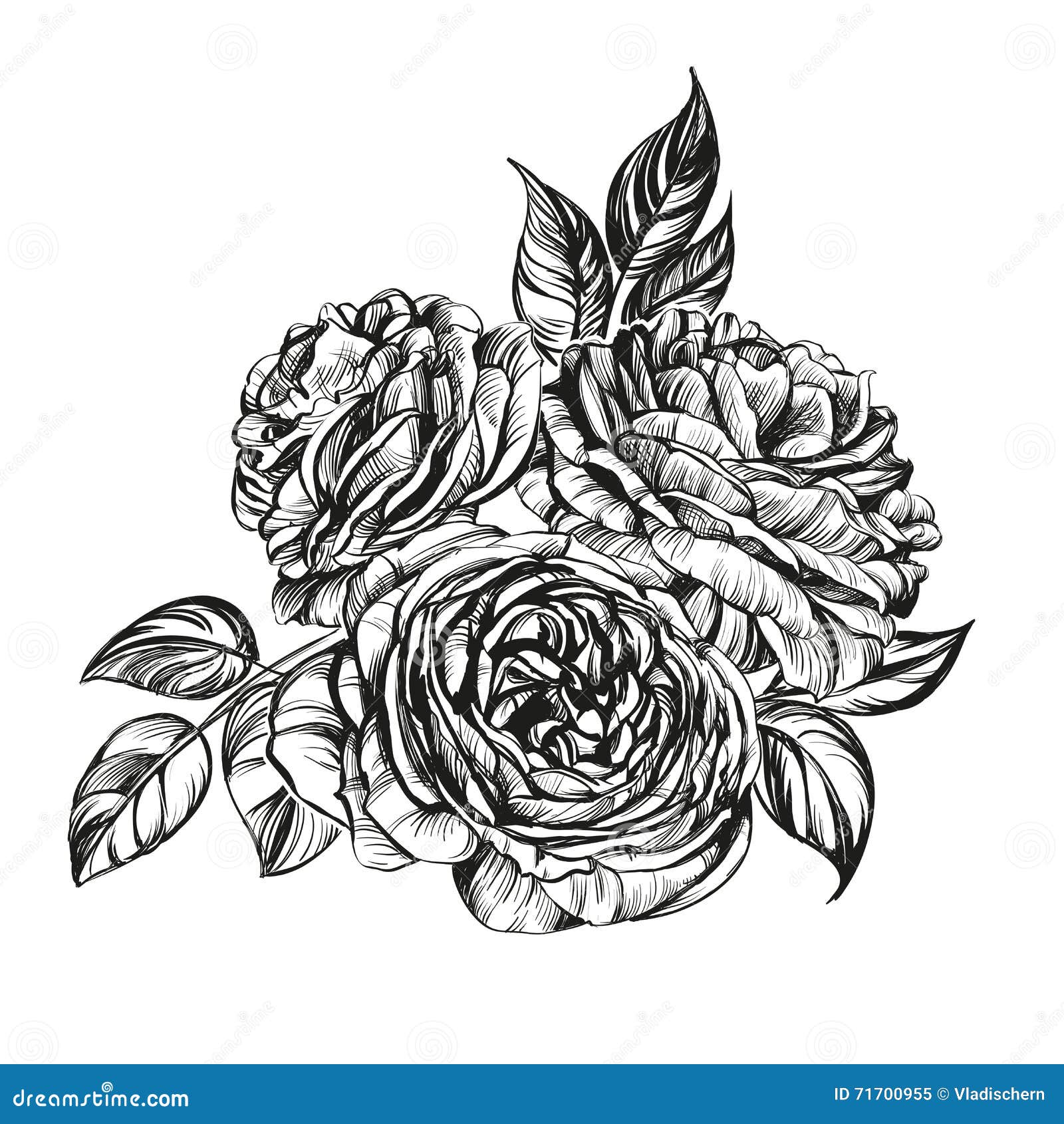 Floral Blooming Rose Branch Vector Illustration Sketch Stock Vector ...