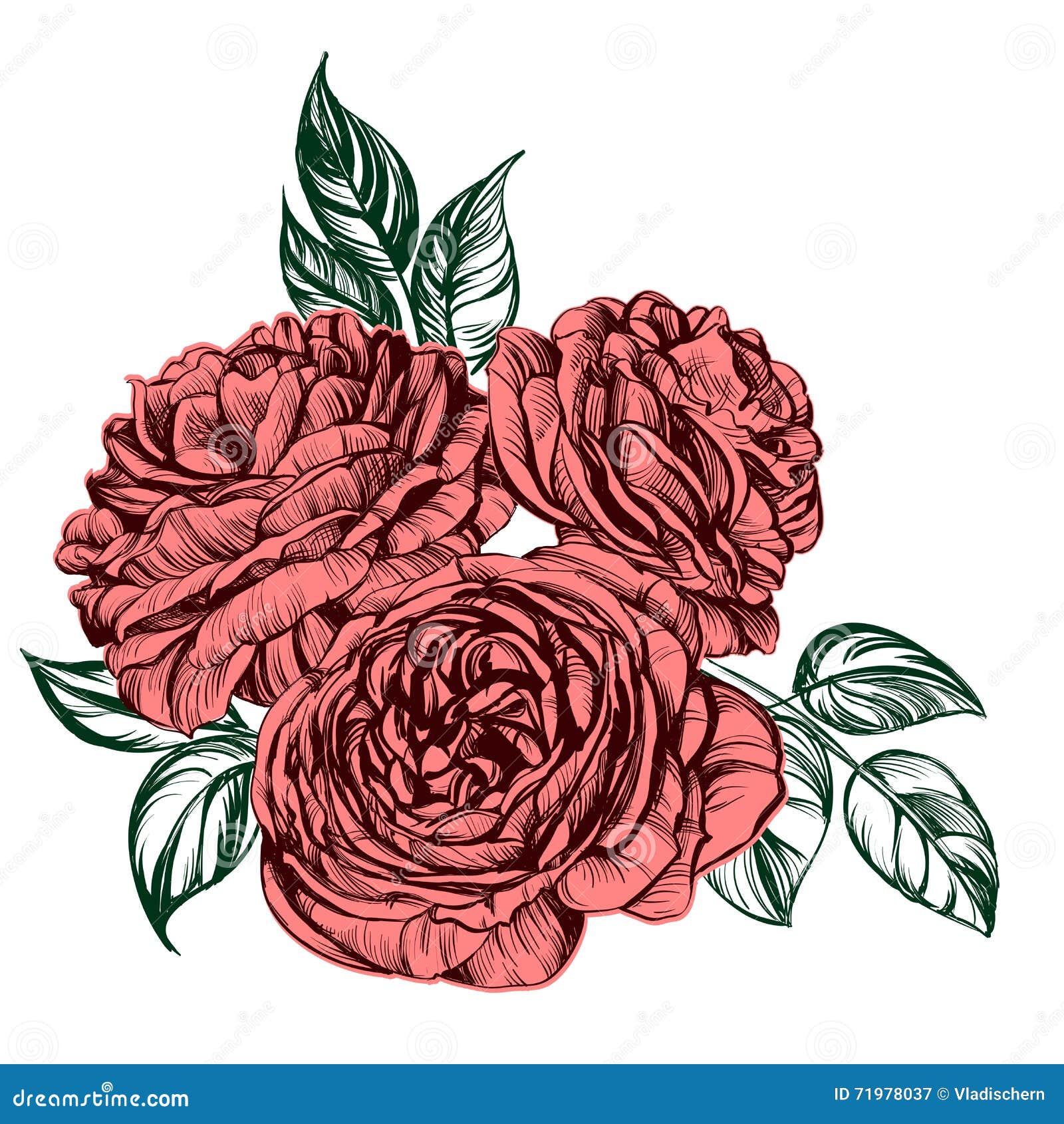 Floral Blooming Rose Branch Vector Illustration Sketch Stock Vector ...