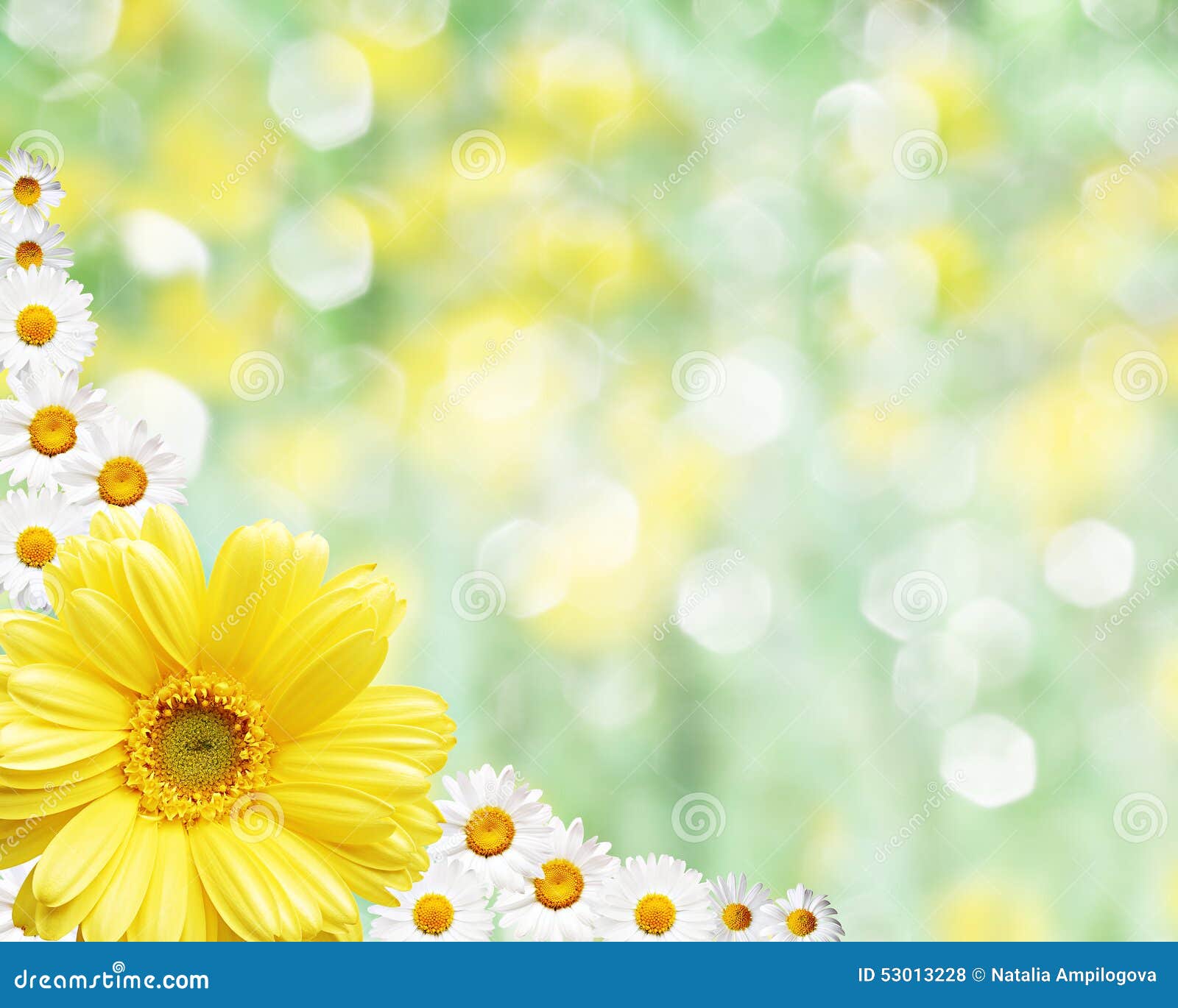 Floral Border Blurred Background, Flowers Chamomile Stock Photo - Image ...