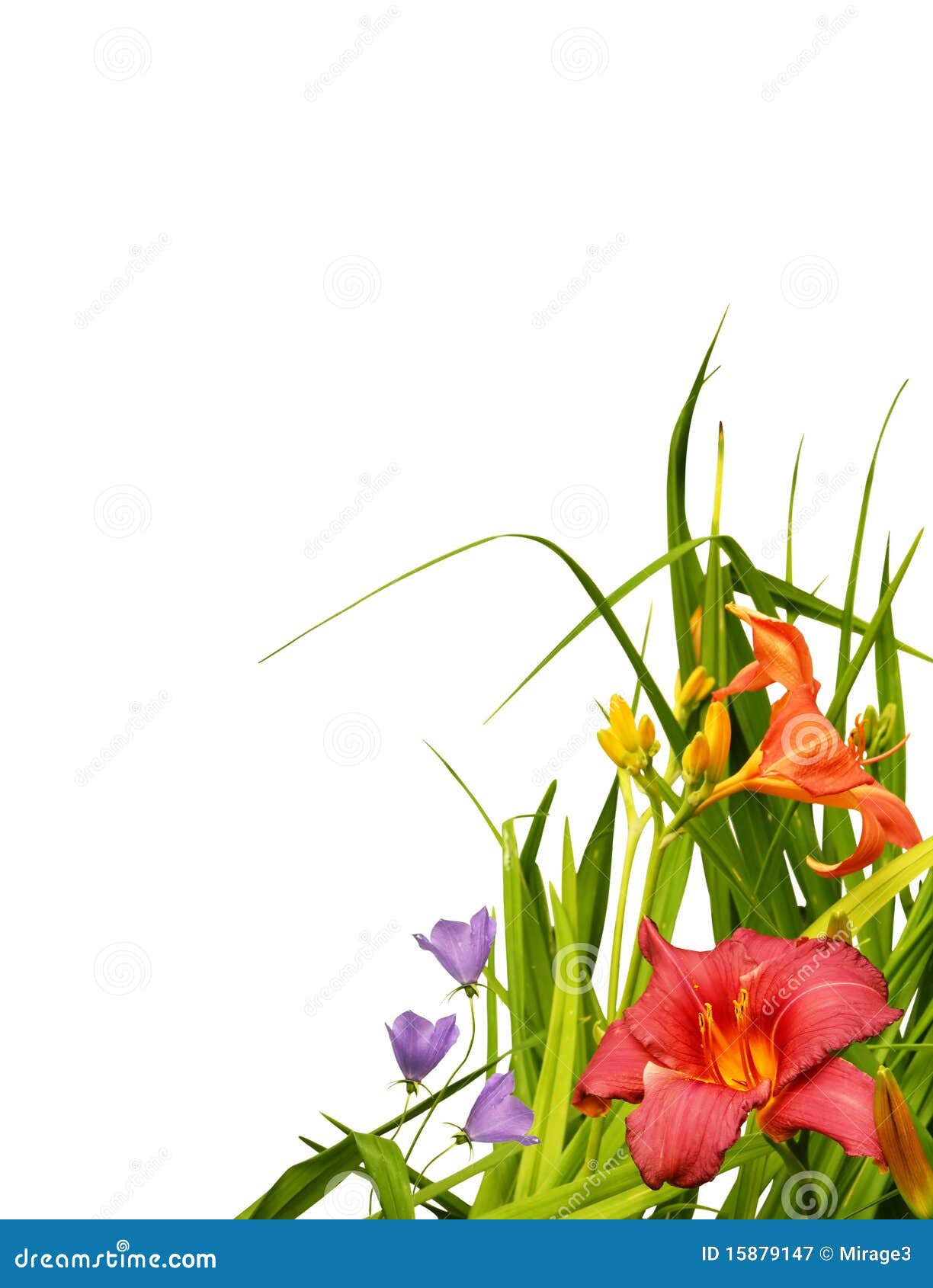 Floral border corner stock image. Image of isolated, liliaceae - 15879147