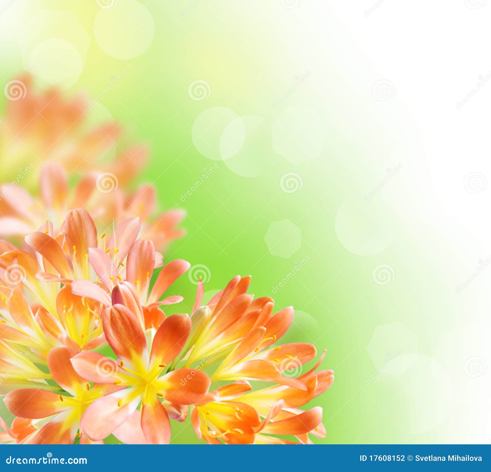576 Orange Lily Border Stock Photos - Free & Royalty-Free Stock Photos ...