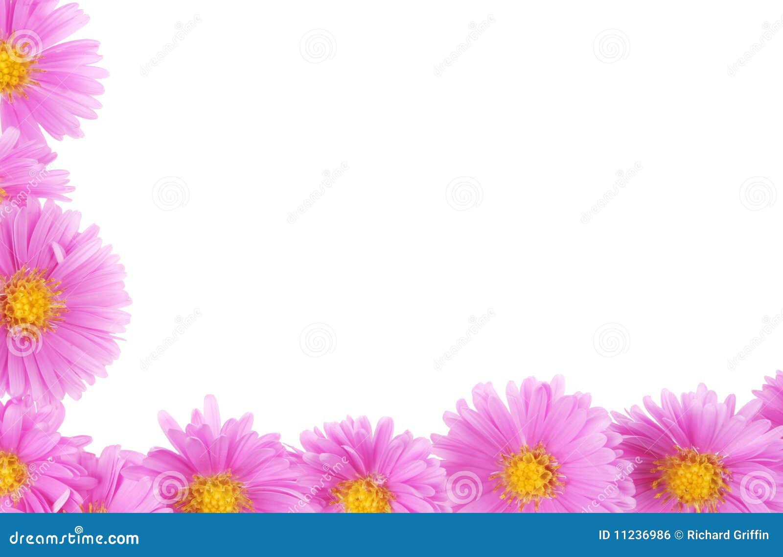 Floral border left stock photo. Image of blossom, petal - 11236986