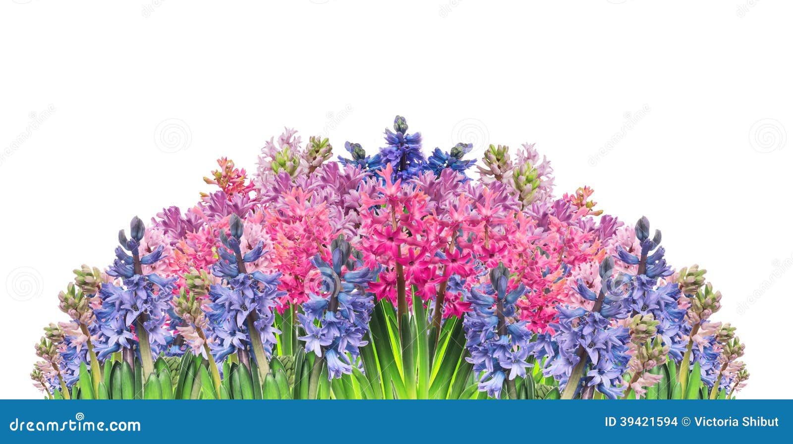 Floral Border with Multicolored Hyacinths, Isolated Stock Photo - Image ...