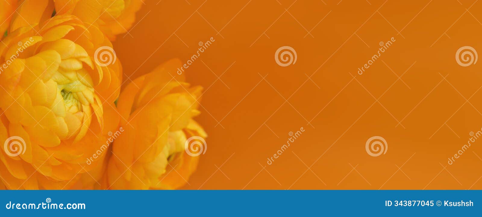 Floral Border with Ranunculus Flowers on Orange Background Stock Image ...