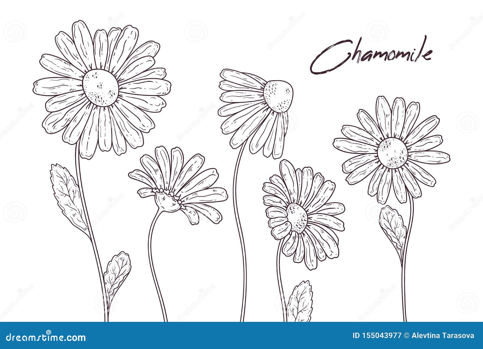 Floral Botany Illustrations. Vector Sketches Chamomile Flowers Stock ...