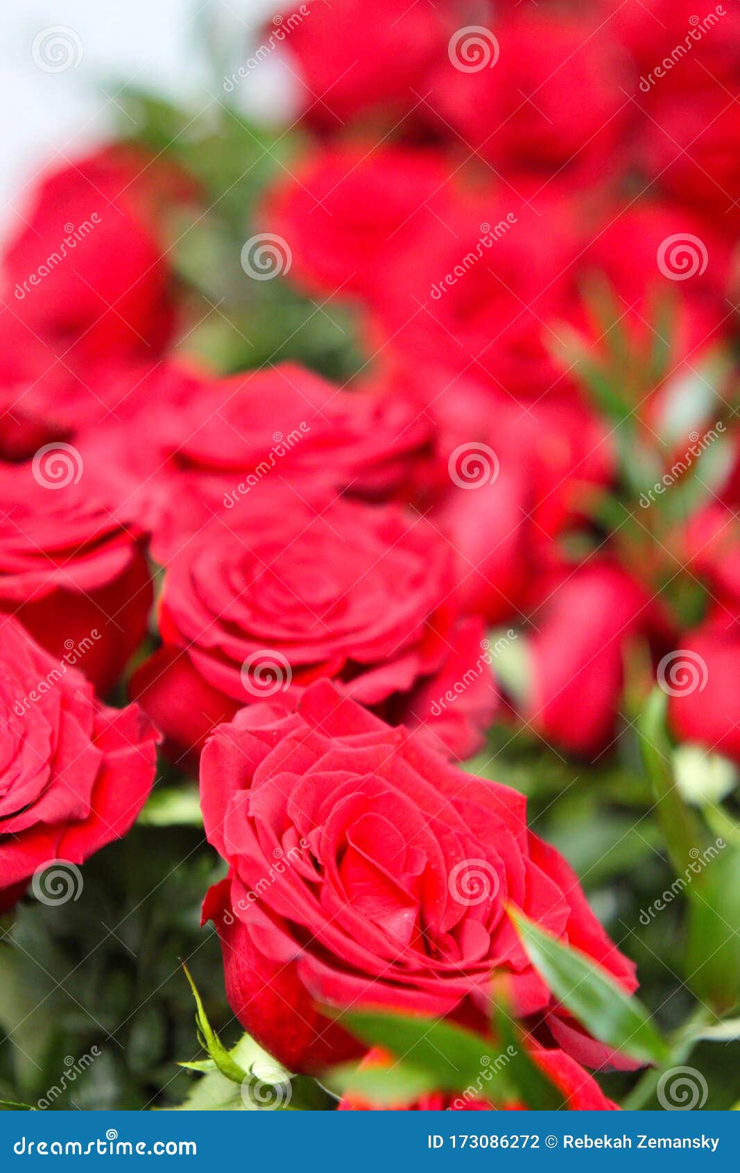 Roses red 7697 c stock photo. Image of bright, decorative - 173086272