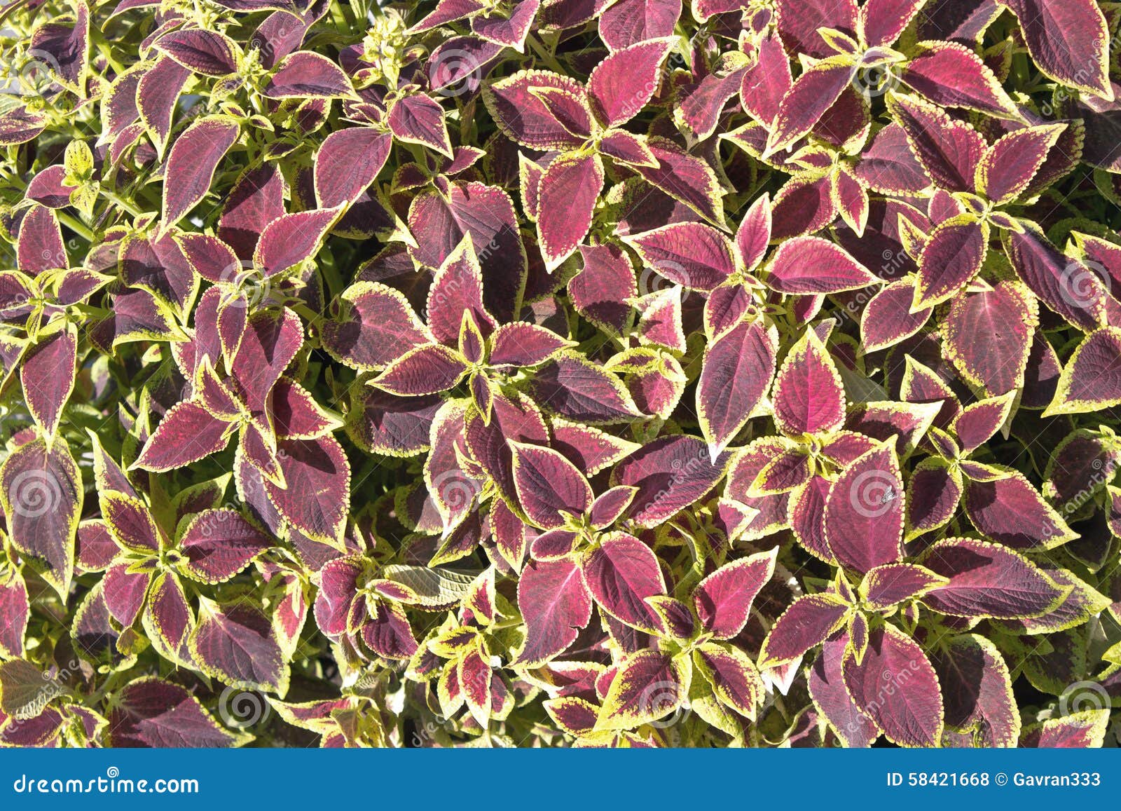 Floral of Coleus (Painted Nettle) Plant Stock Photo - Image of garden ...