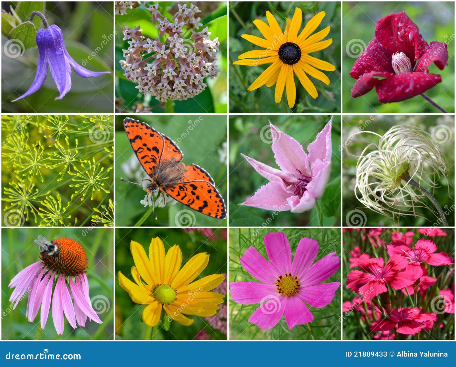 Floral collage stock image. Image of plant, collage, cosmos - 21809433