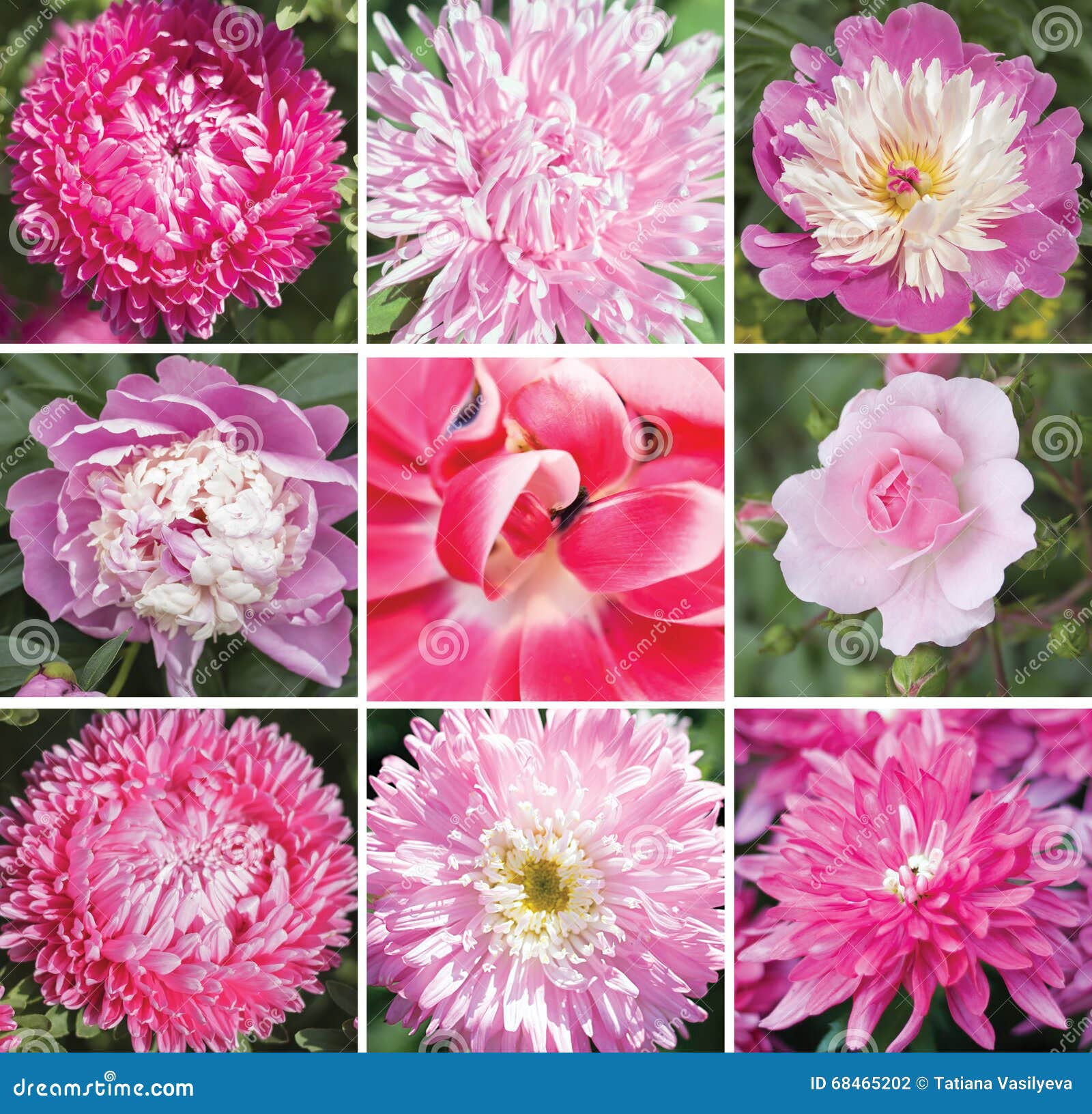 Floral collage in pink stock photo. Image of blossoming - 68465202