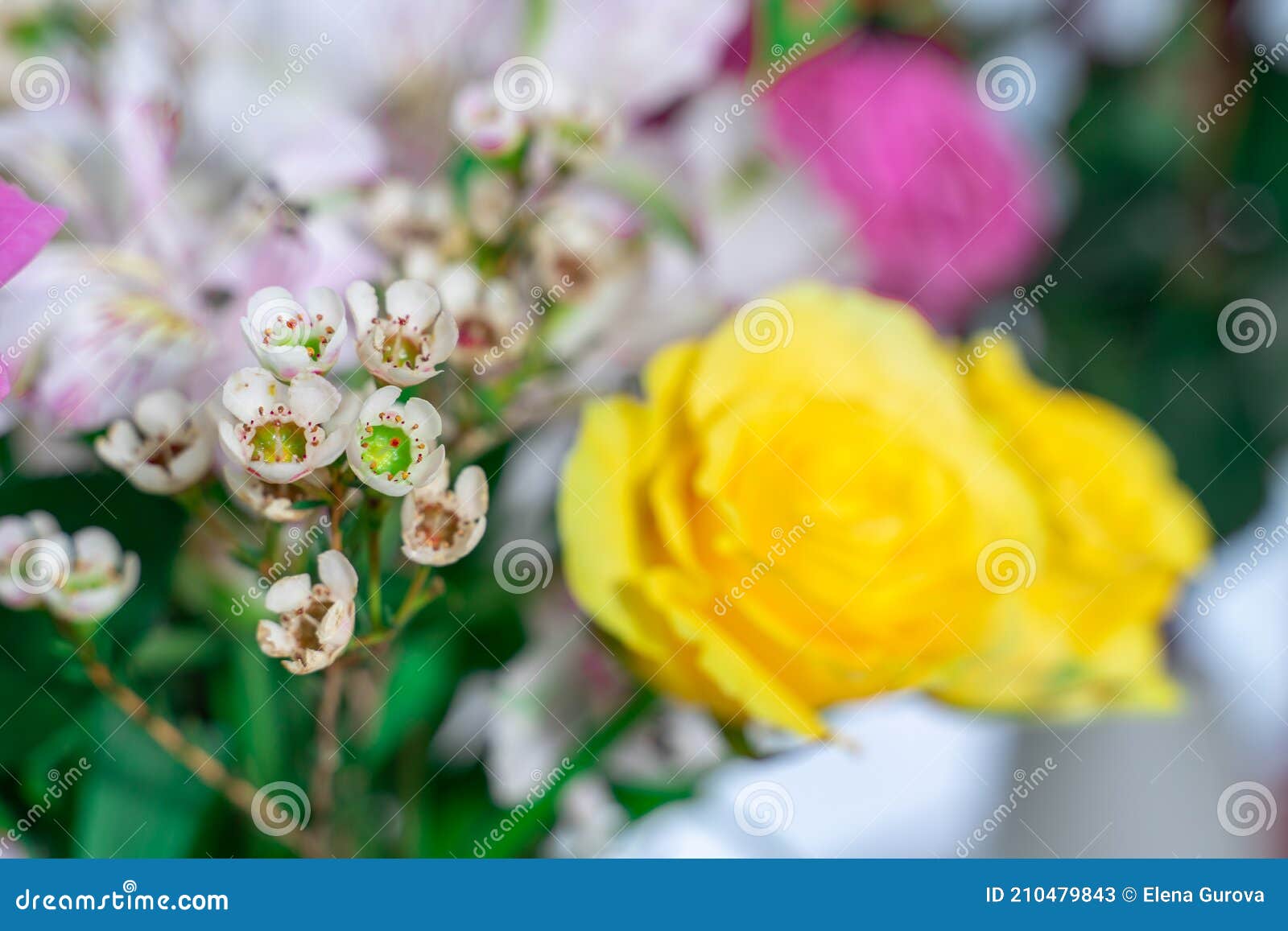 Floral Color Mix Background with Selective Focus Stock Image - Image of ...