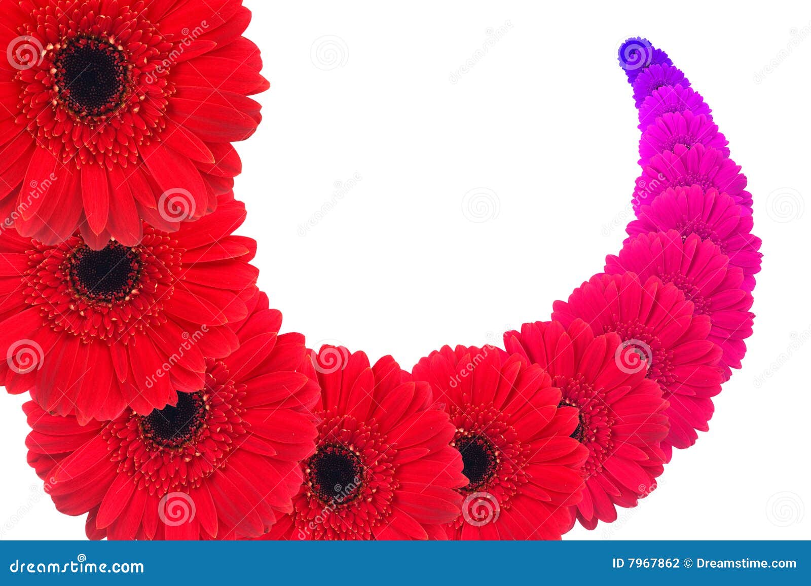 Floral composition stock illustration. Illustration of flower - 7967862