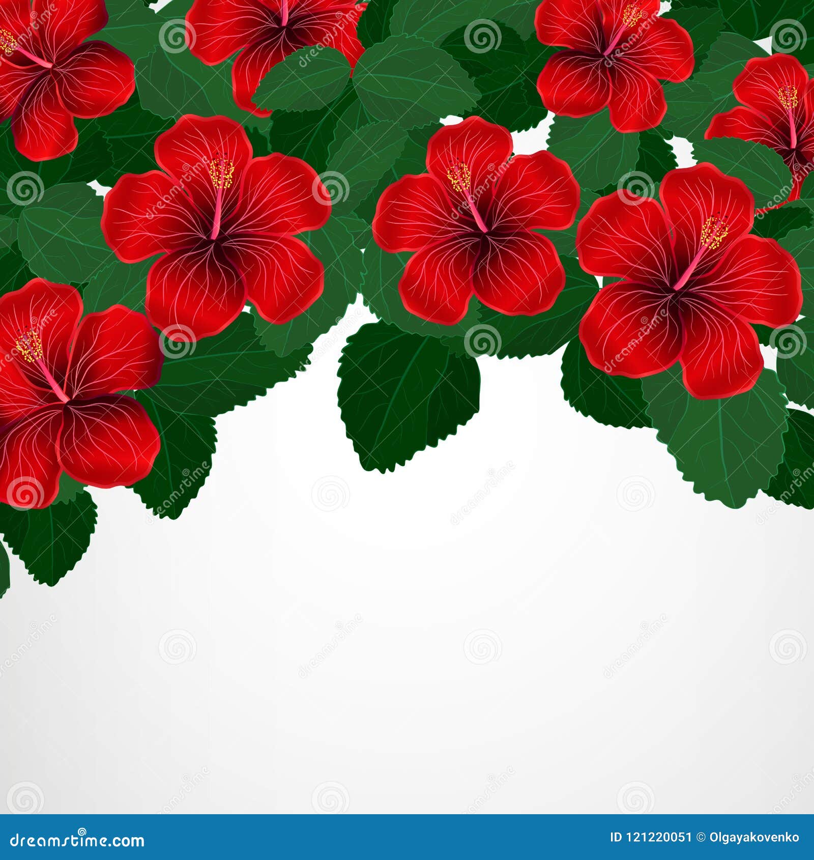 Floral Design Background. Hibiscus Flowers Stock Vector - Illustration ...