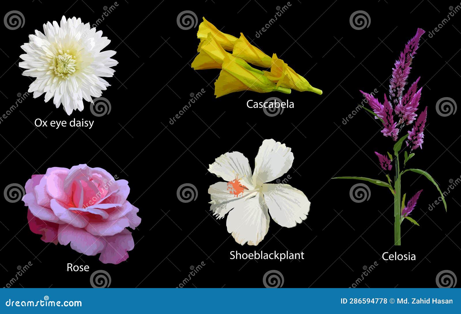 Floral Elements Different Flowers with Name Vector Elements Paint ...