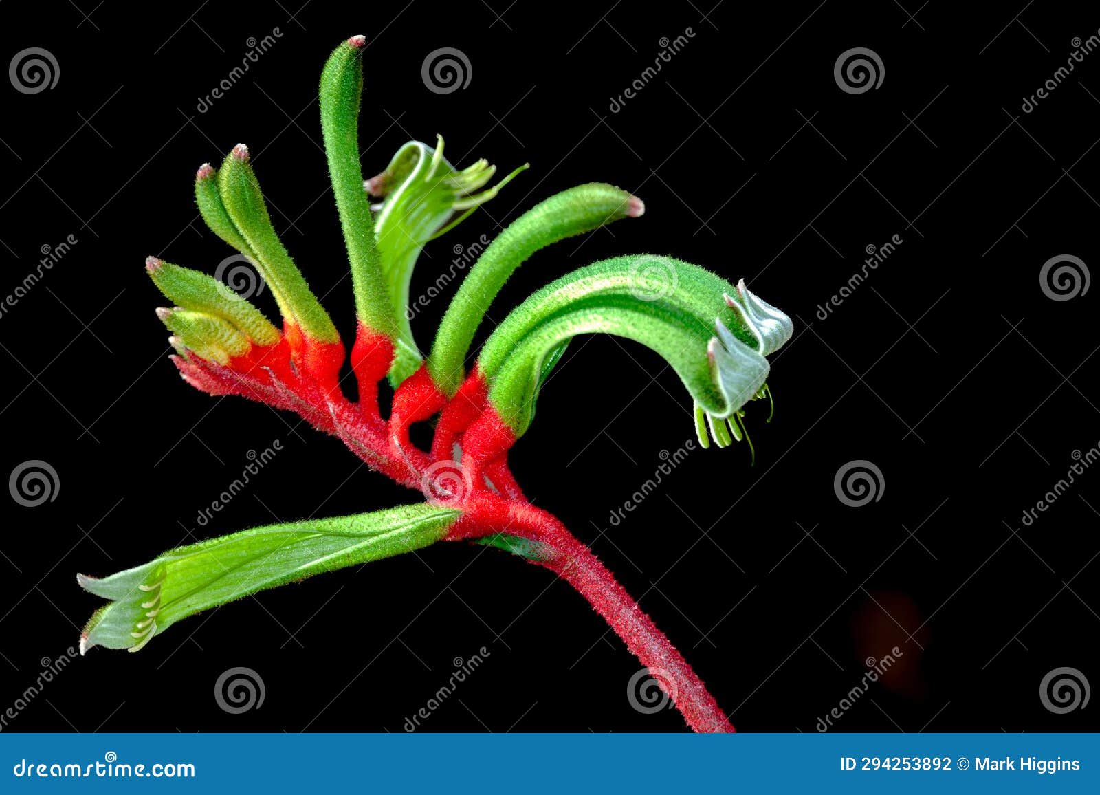 Floral Emblem of Western Australia Stock Photo - Image of hairy, daisy ...