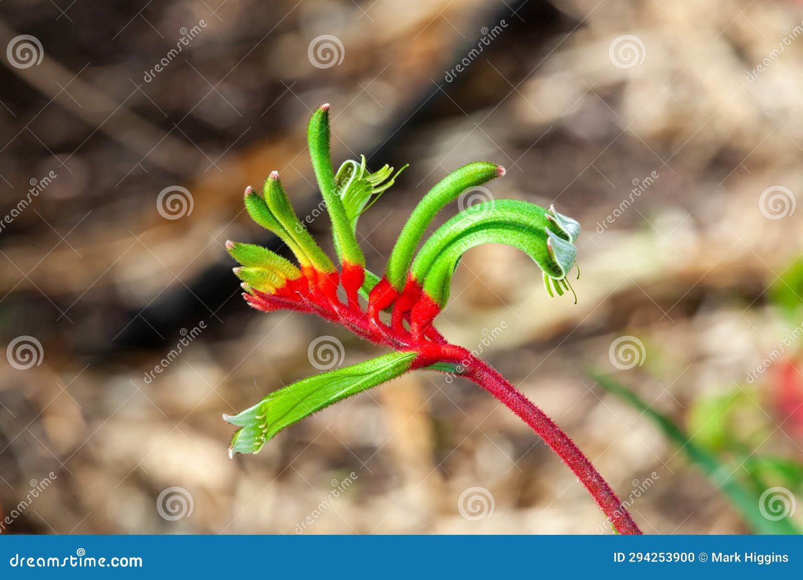 Floral Emblem of Western Australia Stock Photo - Image of season, plant ...