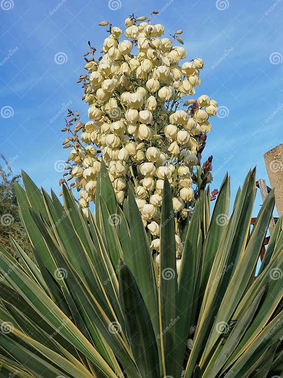 Floral excellence stock image. Image of excellence, leaf - 196039615