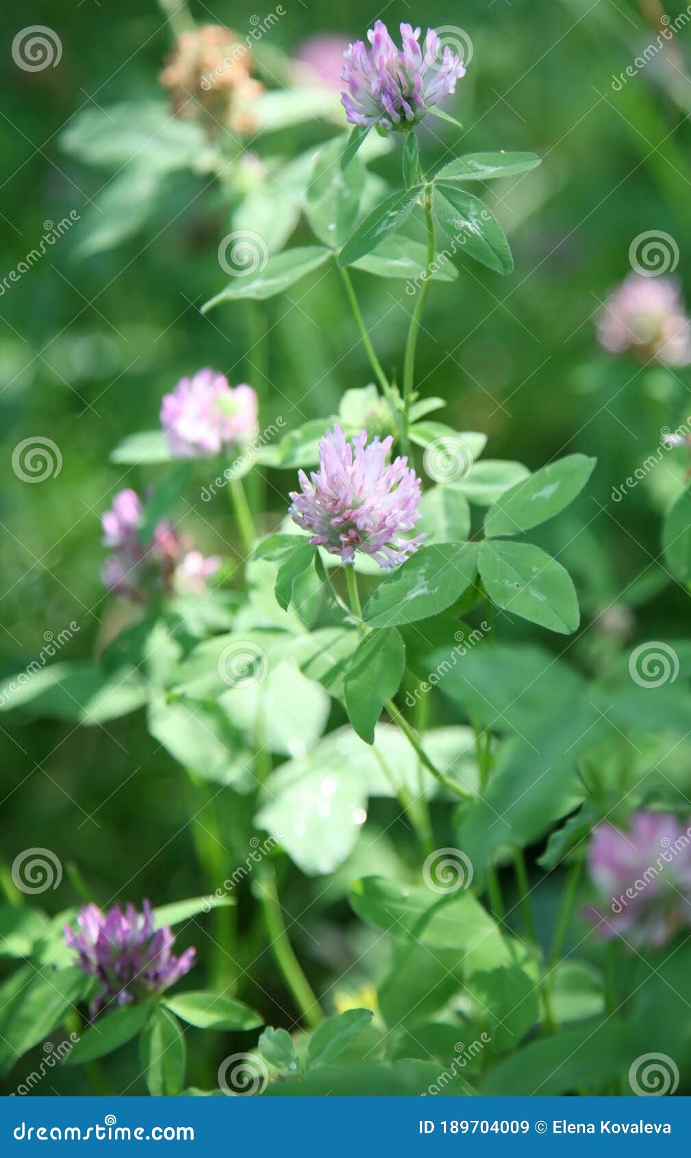 Floral Field Background with Red Clovers Stock Image - Image of leaf ...