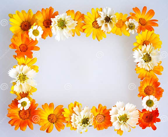 Floral frame stock photo. Image of bloom, decoration - 18687896