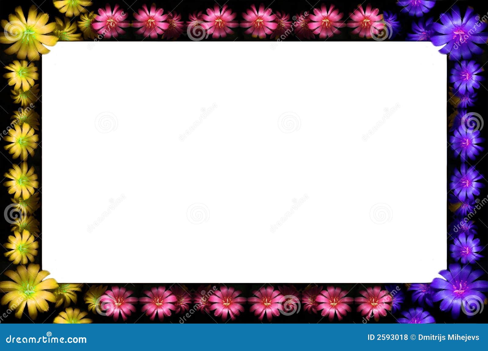 Floral frame stock photo. Image of copy, desert, colorful - 2593018