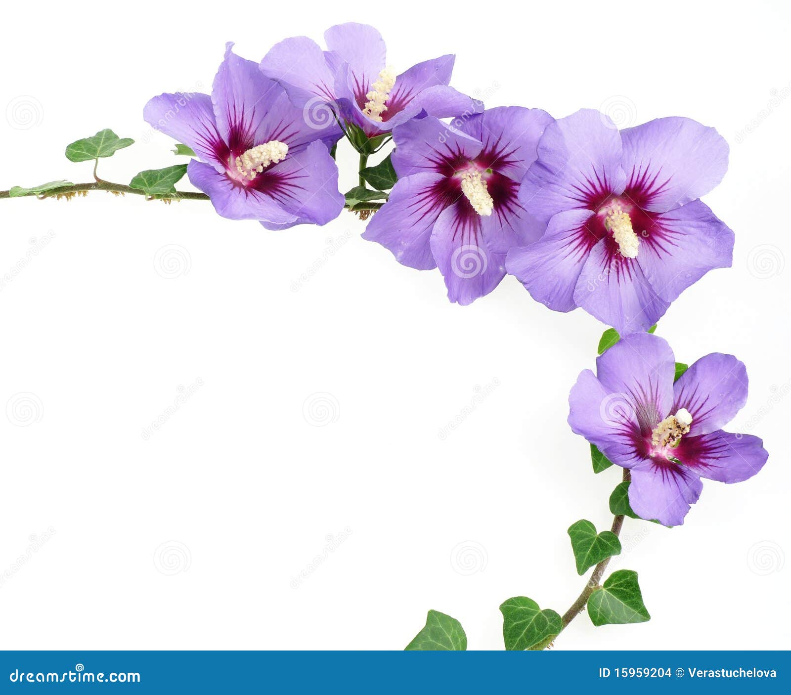Floral Frame from Blue Hibiscus Flowers Stock Photo - Image of floral ...
