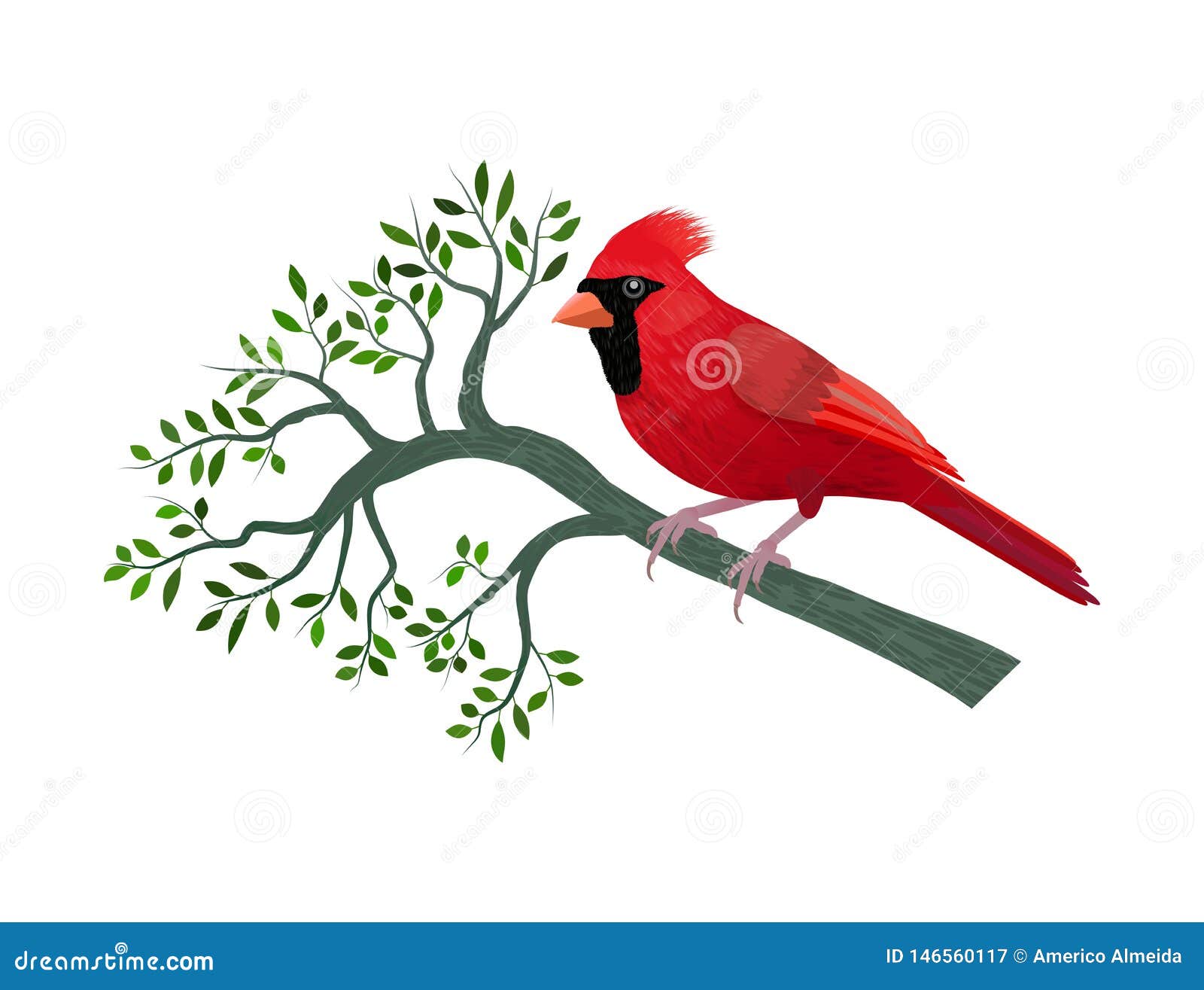 Floral Frame With A Cardinal Bird On A Branch With Leaves Isolated On ...