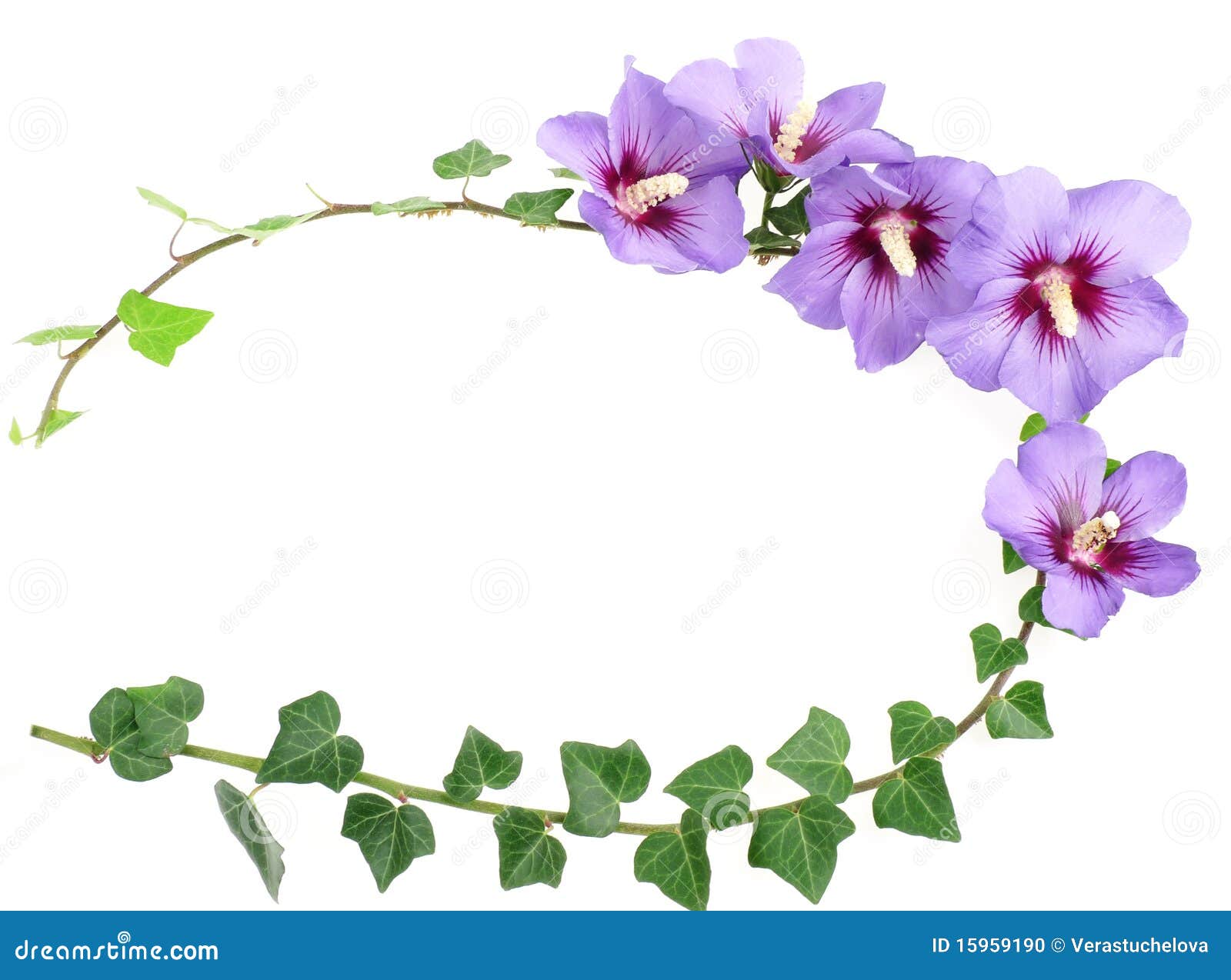 Floral Frame from Hibiscus Flowers Stock Photo - Image of greeting ...