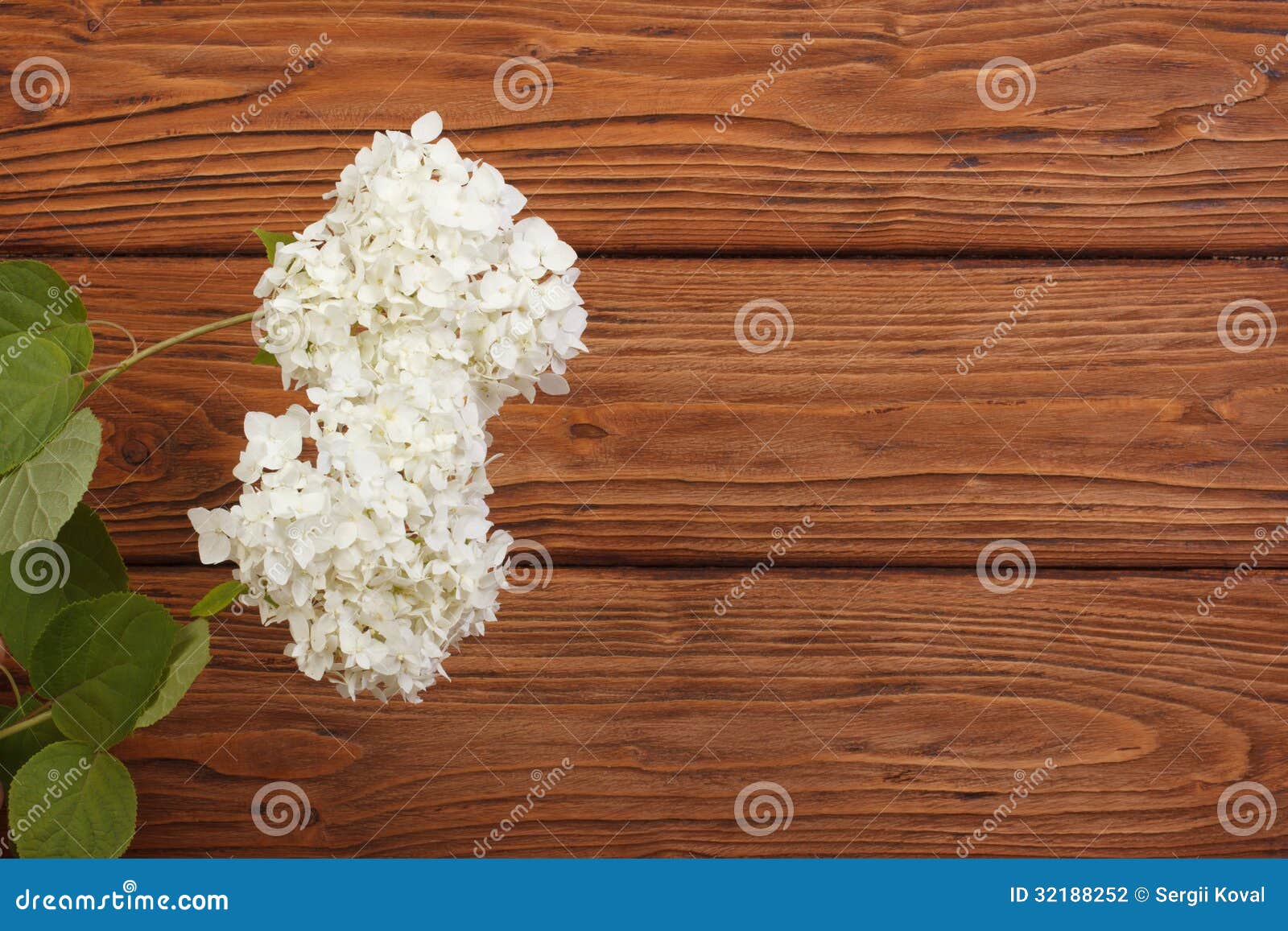 Floral Frame Made â€‹â€‹of Hydrangeas Stock Photo - Image of idyllic ...