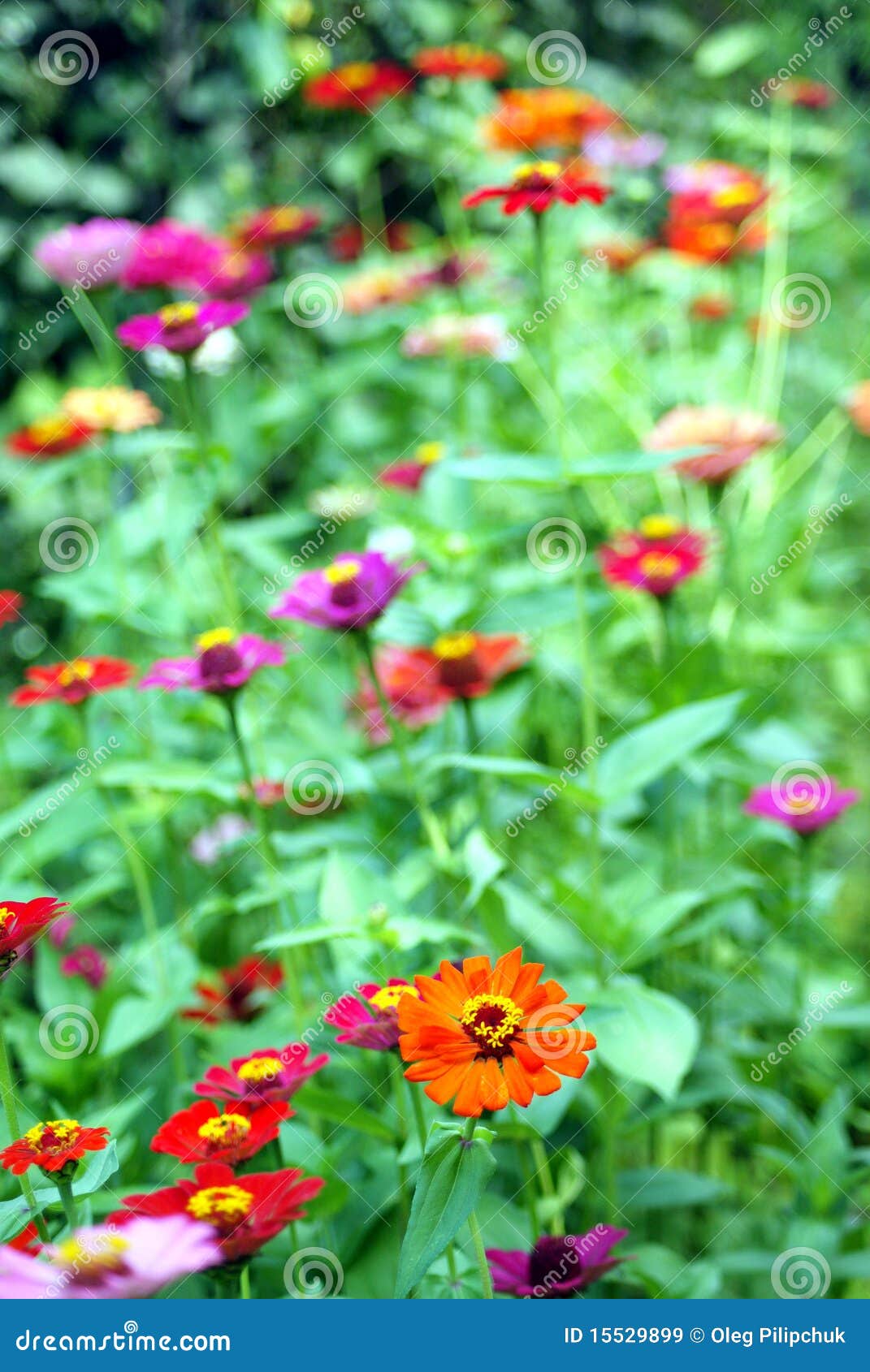 Floral glade stock image. Image of blooming, countryside - 15529899