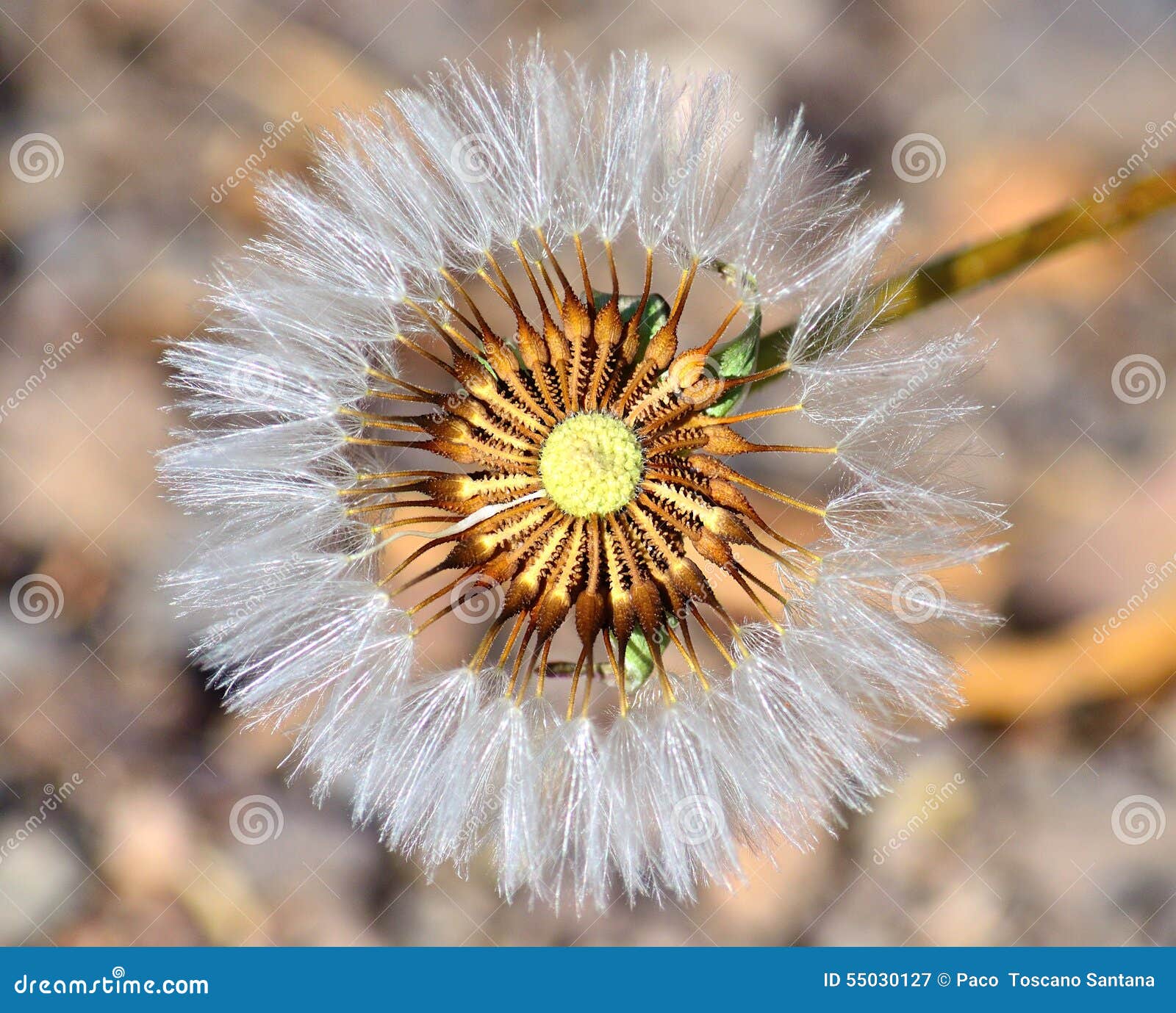 Floral Head of Dandelion with Seeds Stock Image - Image of flora ...