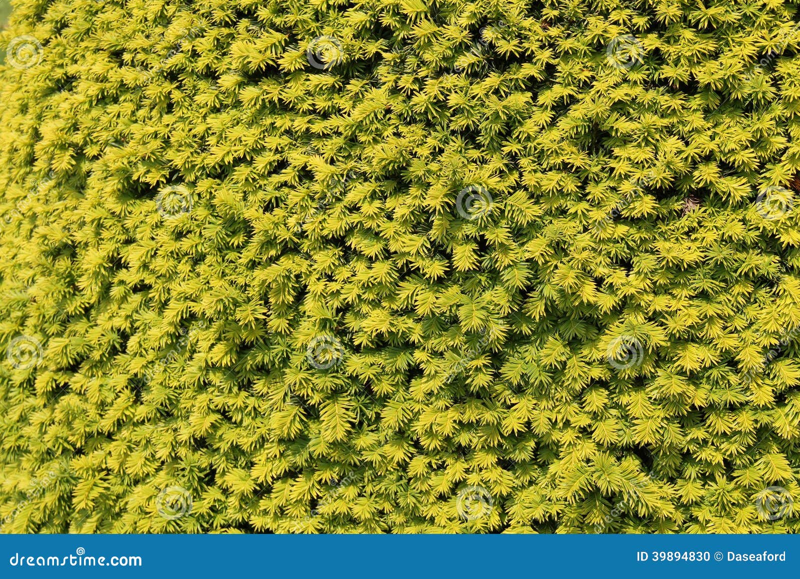 Floral Hedge Background. stock photo. Image of plants - 39894830