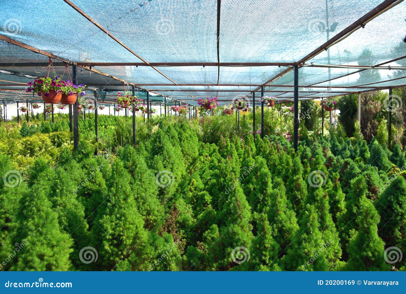 A Floral Market for Gardening Stock Image - Image of selection, floral ...