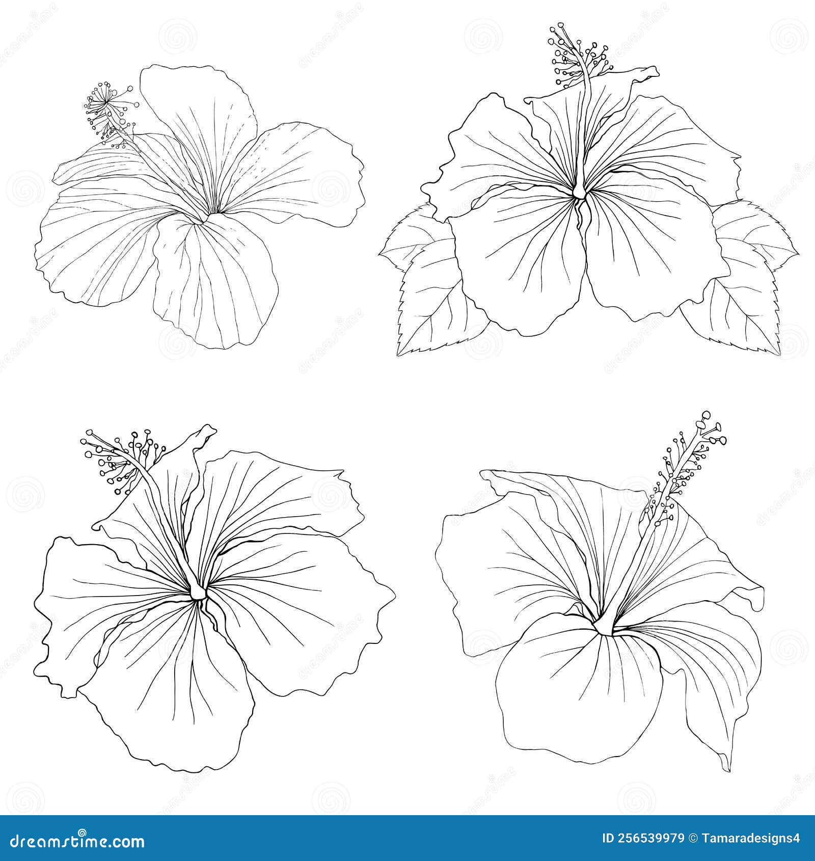 Floral Outline Vector Collection Hibiscus Flowers Stock Vector ...