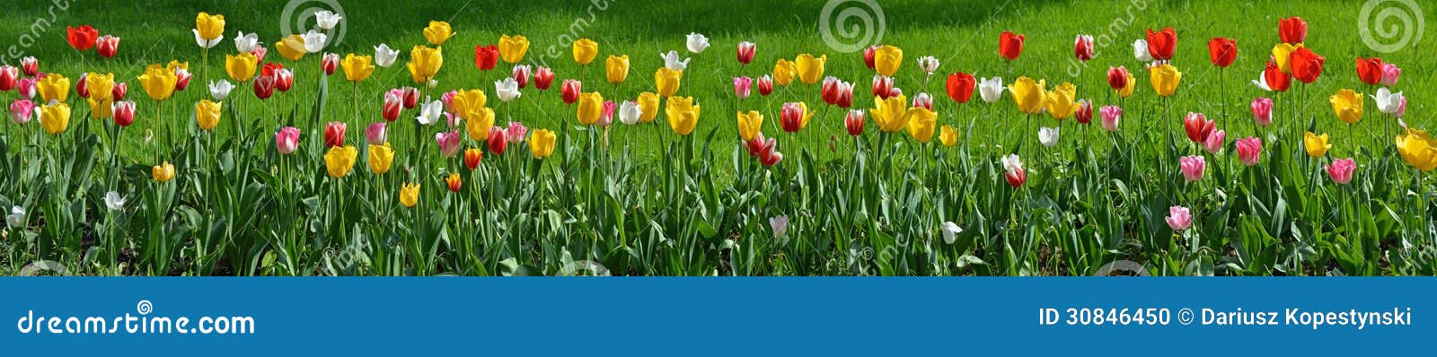 Floral panorama stock photo. Image of floral, view, tulip - 30846450