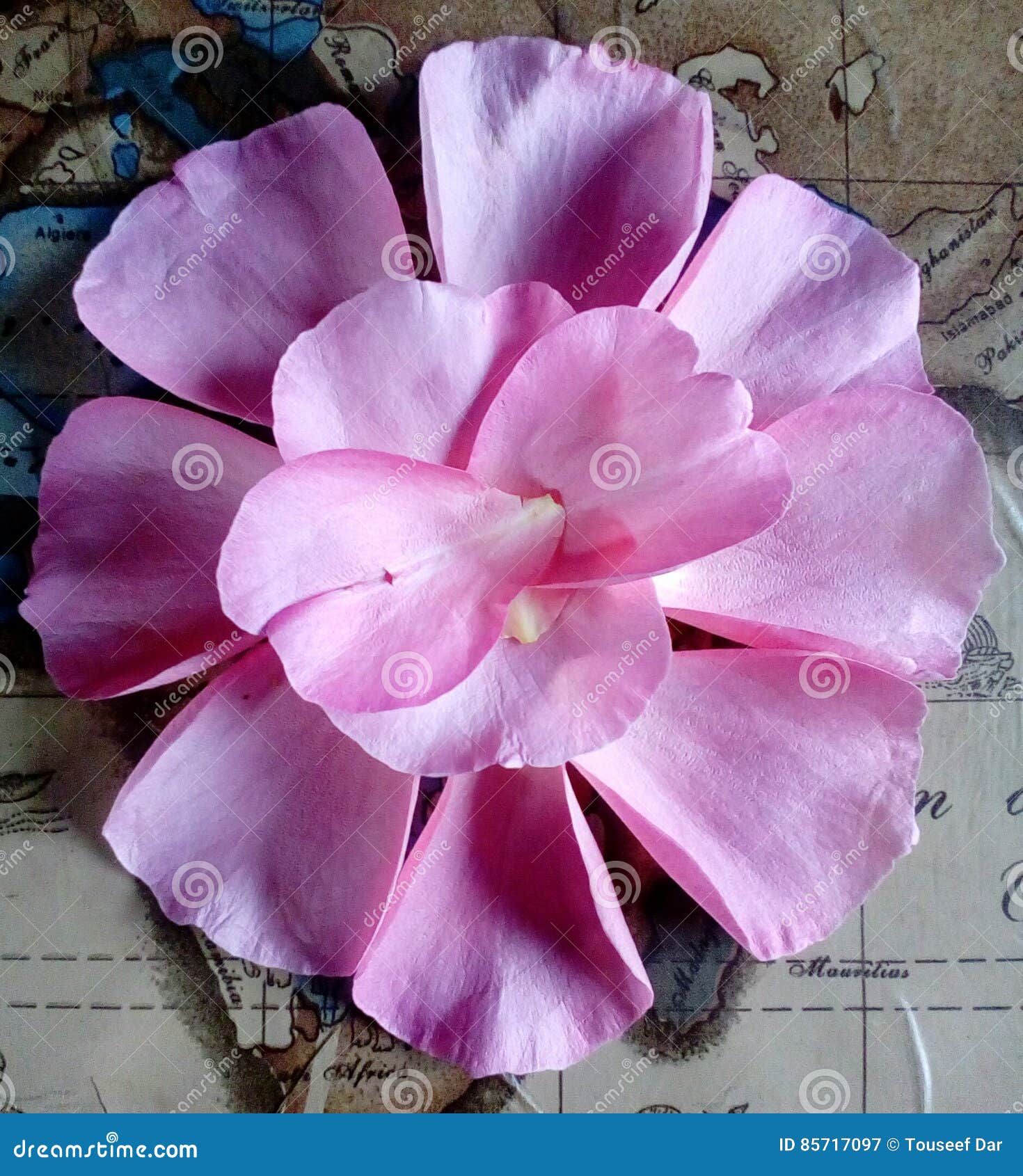 Floral Patel arrangements stock image. Image of mycreation - 85717097