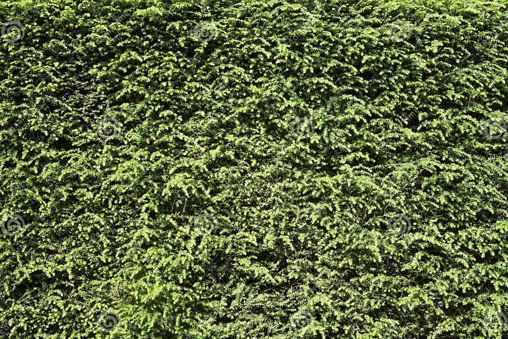 Floral pattern hedge stock image. Image of abstract, pattern - 43239399