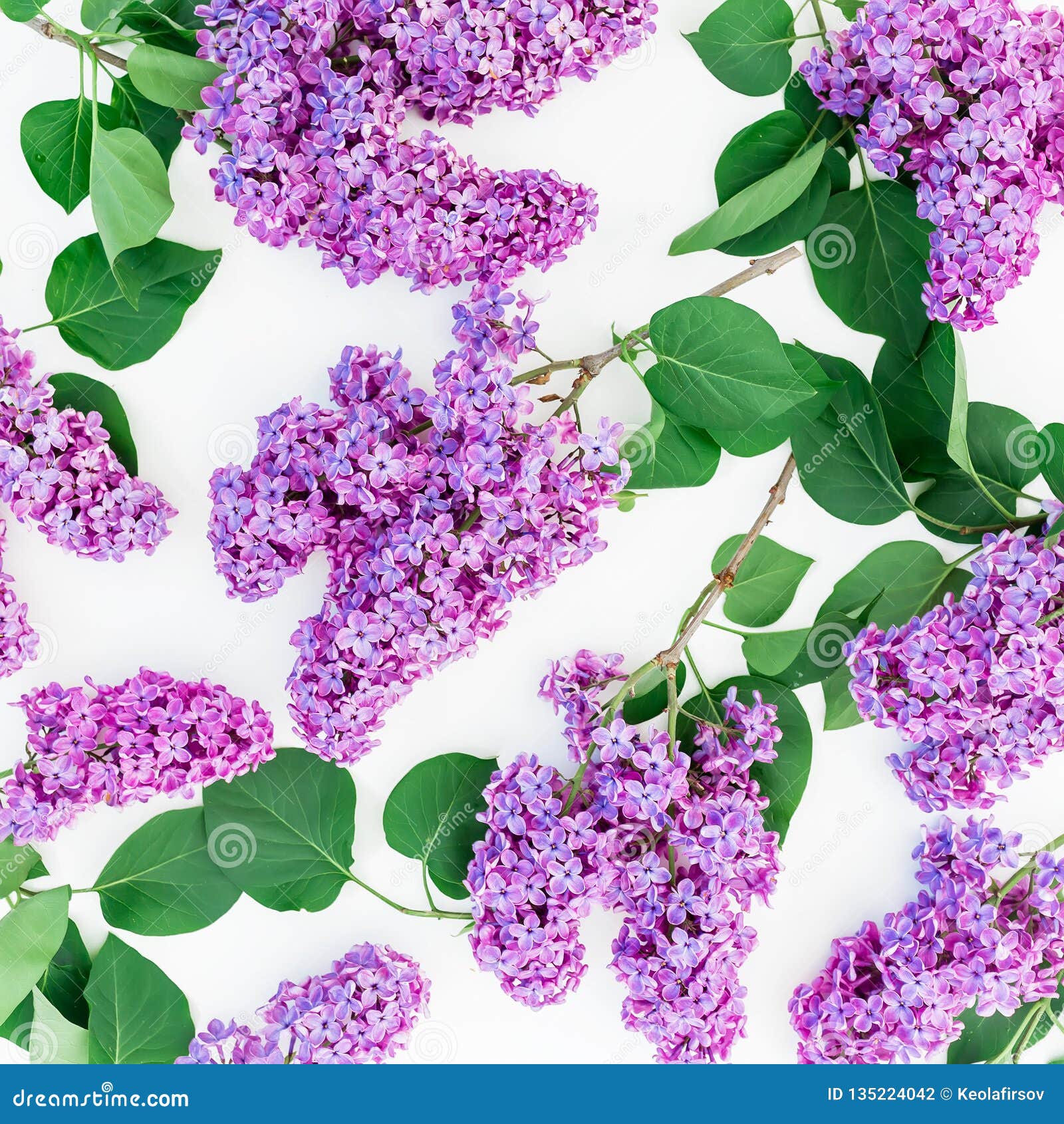 Floral Pattern of Lilac Branches and Leaves on White Background. Flat ...