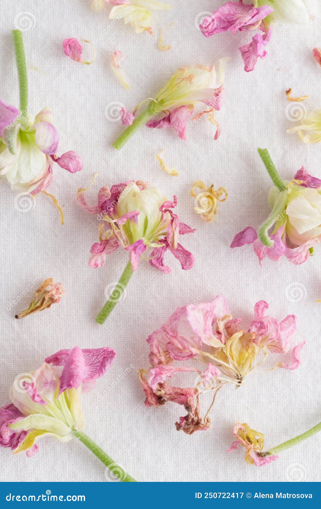 Floral Pattern Made of Pinkflowers on White Background. Flowers Pattern ...