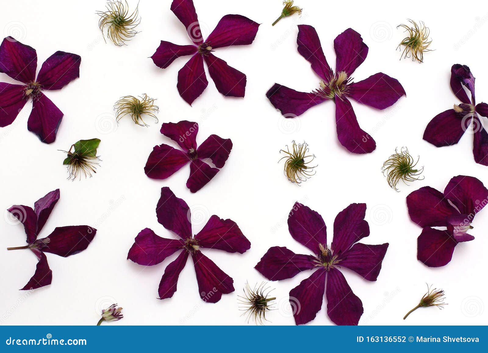 Floral Pattern, White Background Stock Photo - Image of composition ...