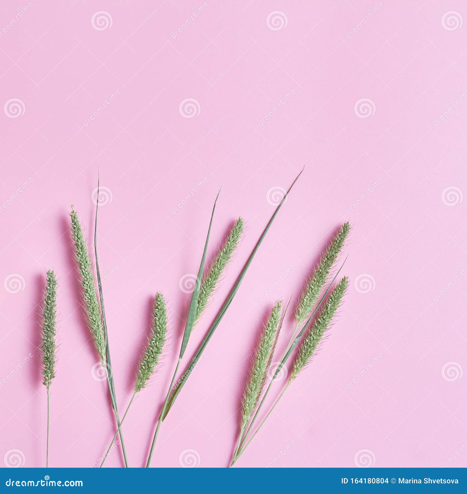 Floral Pattern. Wild Fresh Herbs on a Pink Background Stock Photo ...