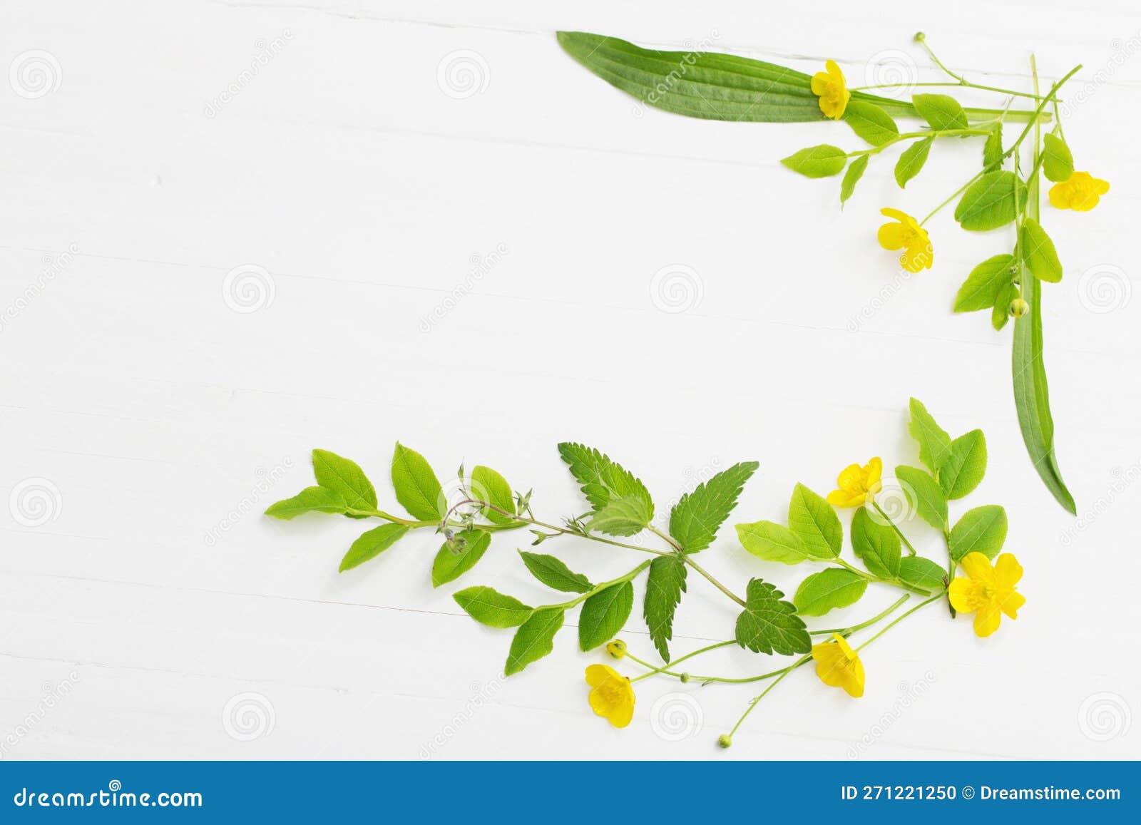 Floral Pattern with Yellow Buttercups on a White Background Stock Photo ...