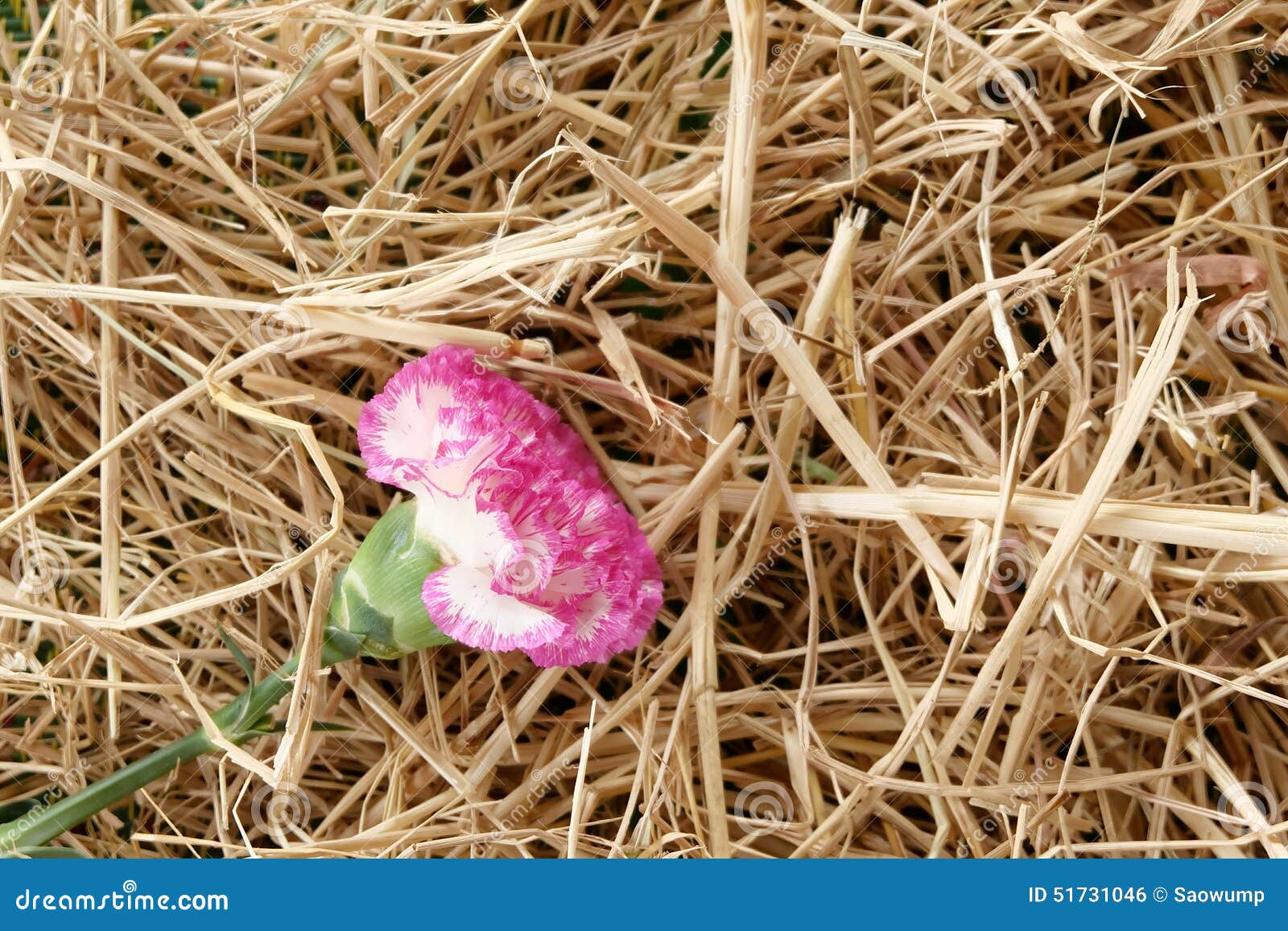Floral Pink Flower Straw Thatch Stock Photo - Image of thatch, grass ...