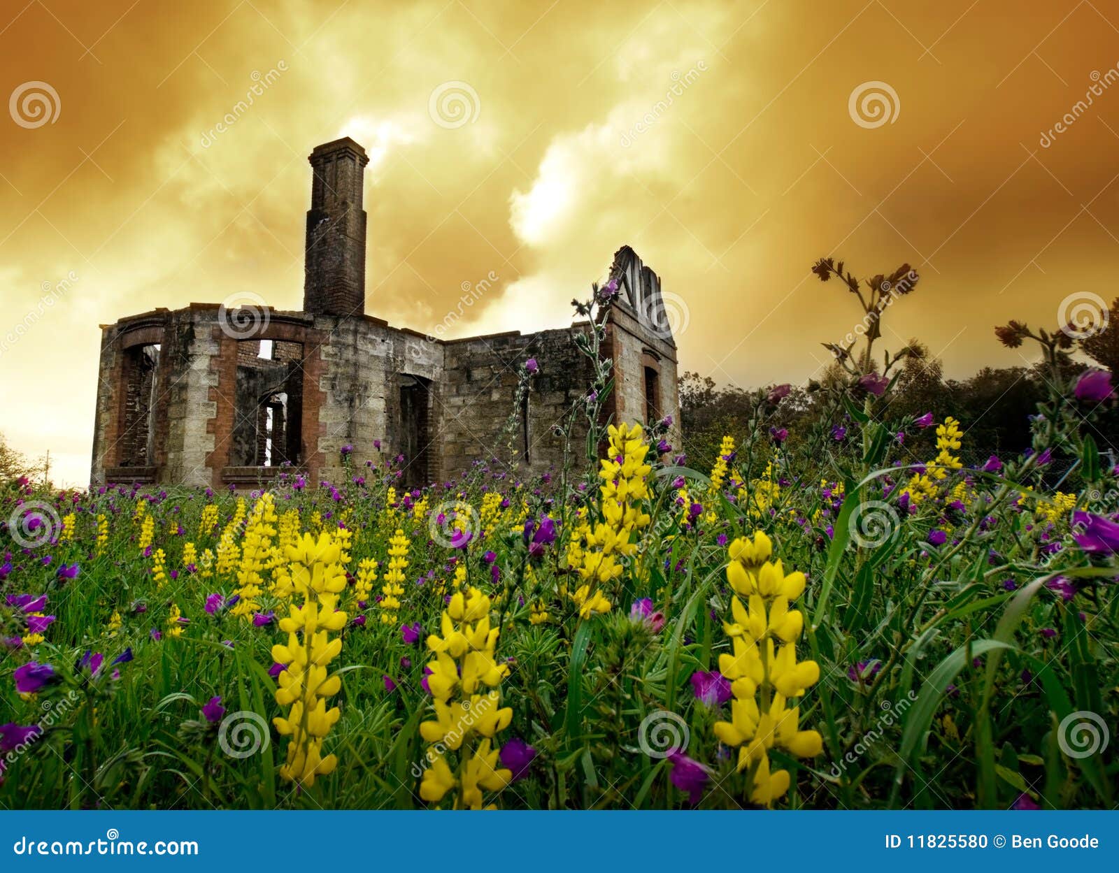 Floral Ruins stock photo. Image of abandoned, color, scenic - 11825580