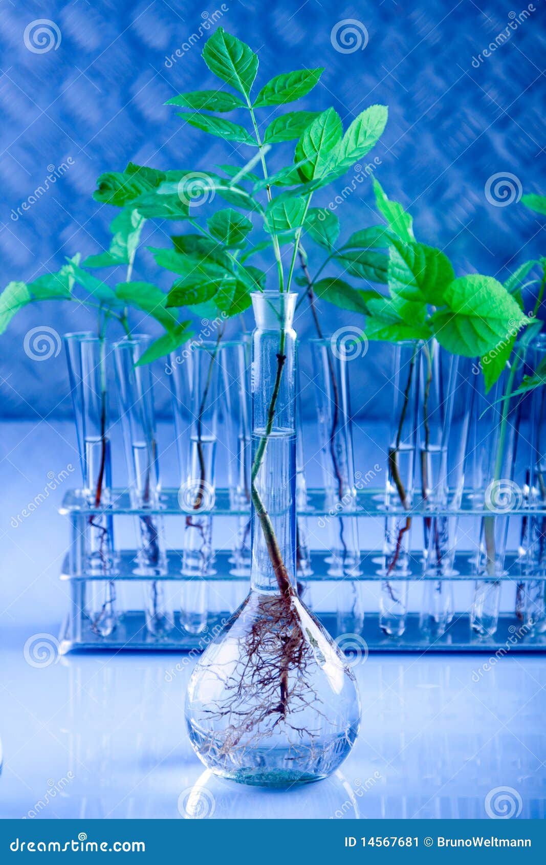 Floral science stock image. Image of engineering, biochemistry - 14567681