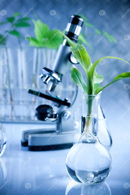 Floral science stock photo. Image of grow, agronomy, chemistry - 14567694