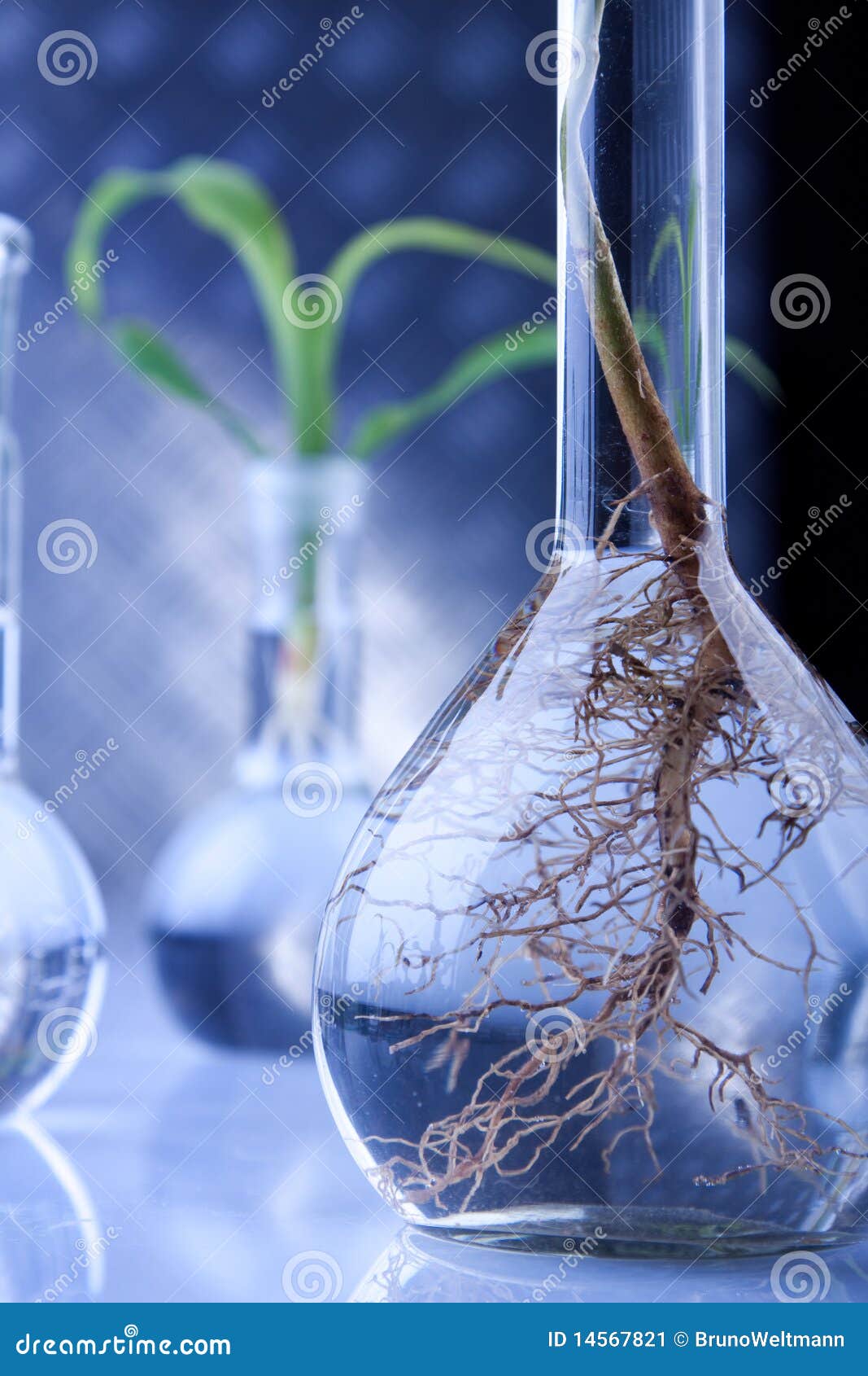 Floral science stock image. Image of green, biological - 14567821