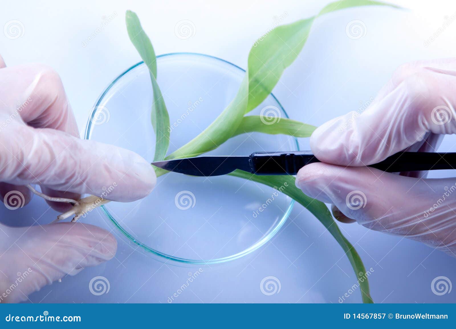 Floral science stock image. Image of grow, medical, laboratory - 14567857