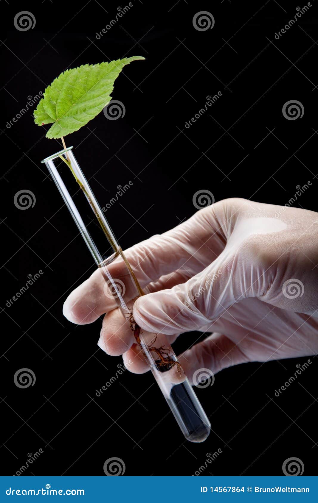 Floral science stock photo. Image of drop, flower, agronomy - 14567864