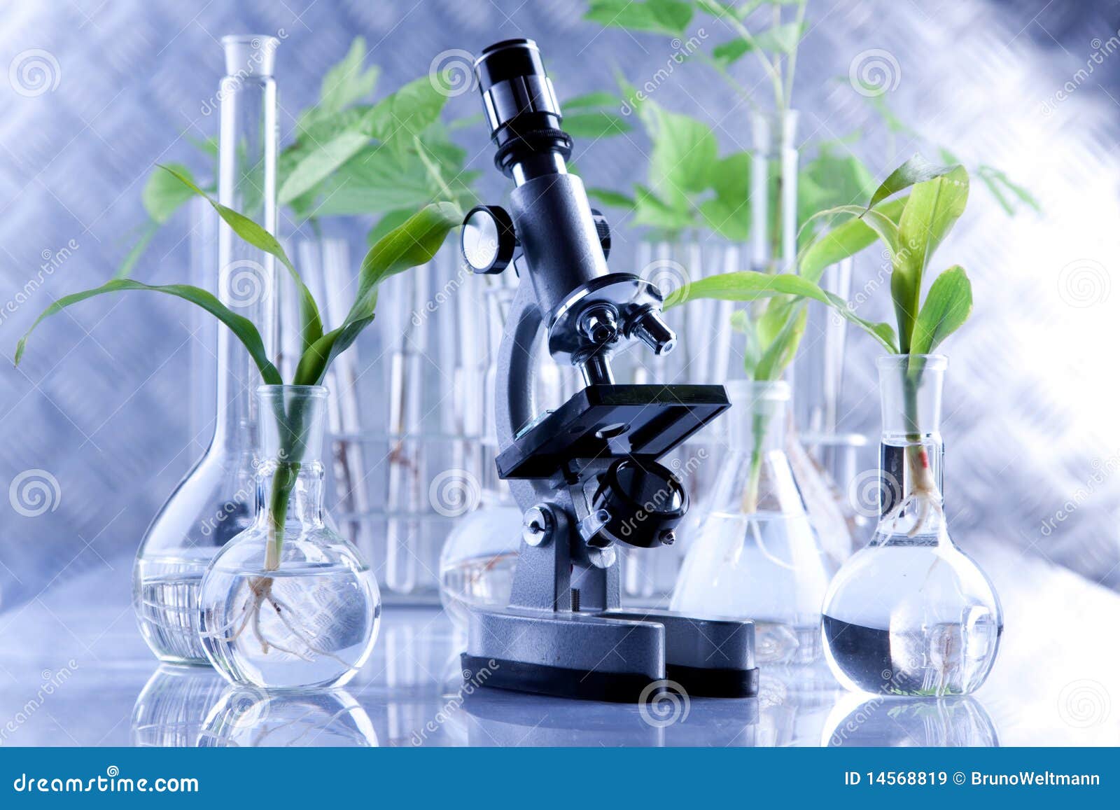 Floral science stock image. Image of glass, hands, growth - 14568819