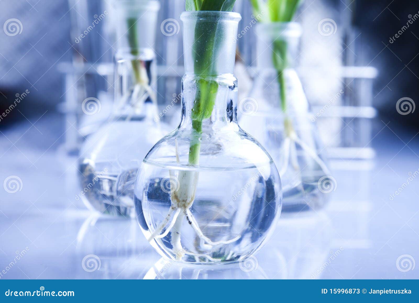 Floral Science in Blue Laboratory Stock Image - Image of genetic ...