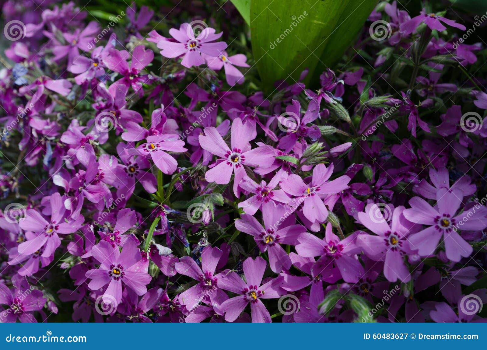 Floral Soft Tender Background from Blue Fresh Cornflower Stock Image ...